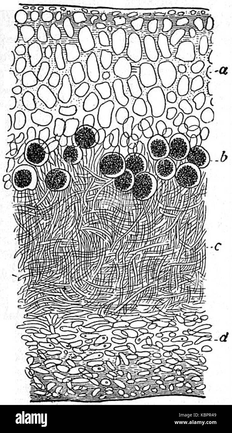 Lichen Thallus Cross Section