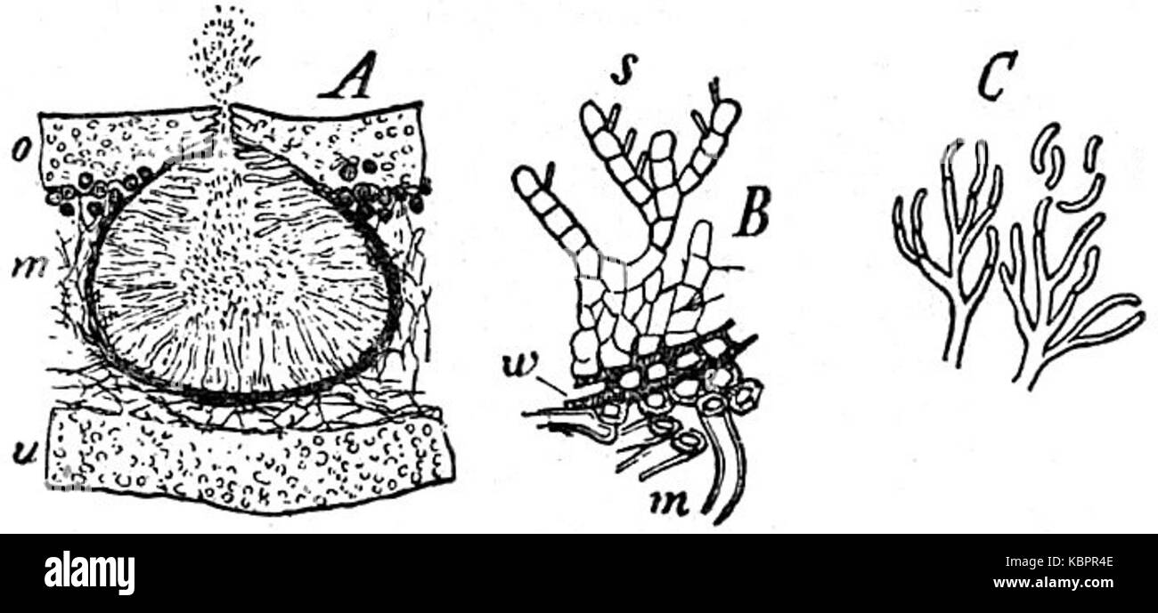 EB1911 Lichens Gyrophora cylindrica Stock Photo - Alamy