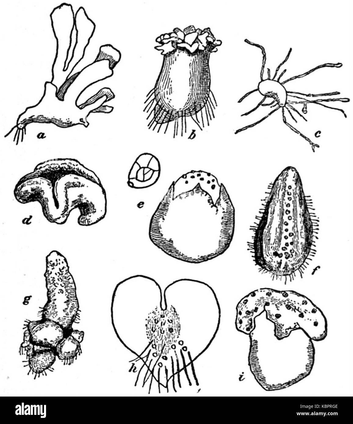 EB1911 Pteridophyta prothalli Stock Photo - Alamy