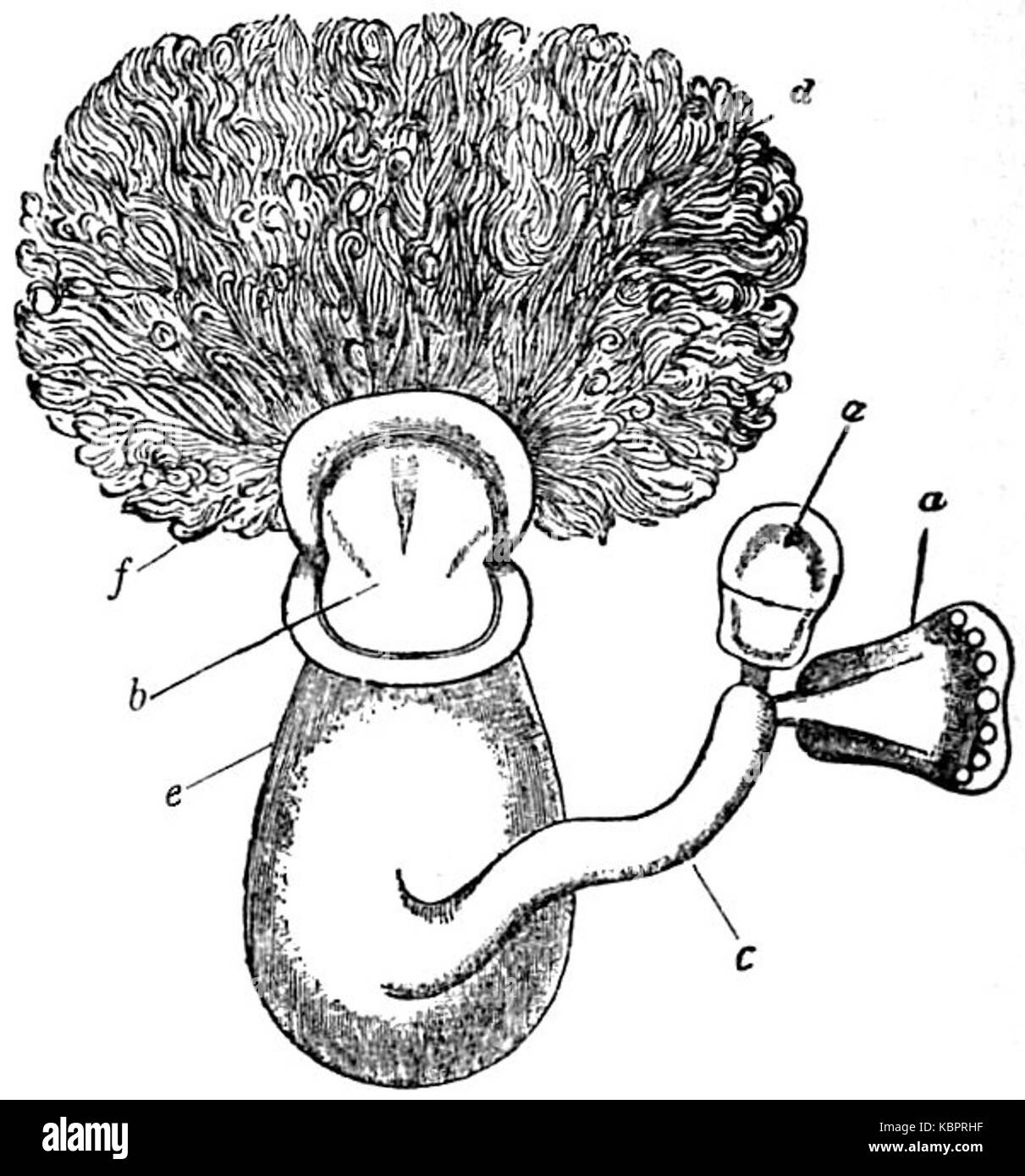 Cephalodiscus hi-res stock photography and images - Alamy