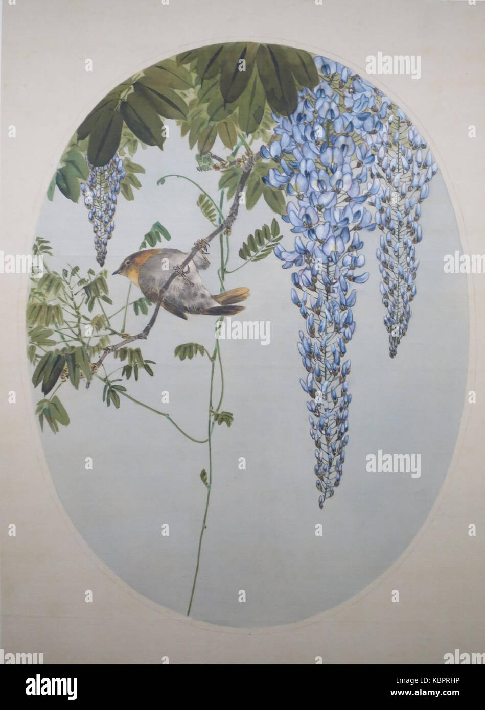Japanese Robin in Wisteria by Watanabe Seitei Stock Photo - Alamy