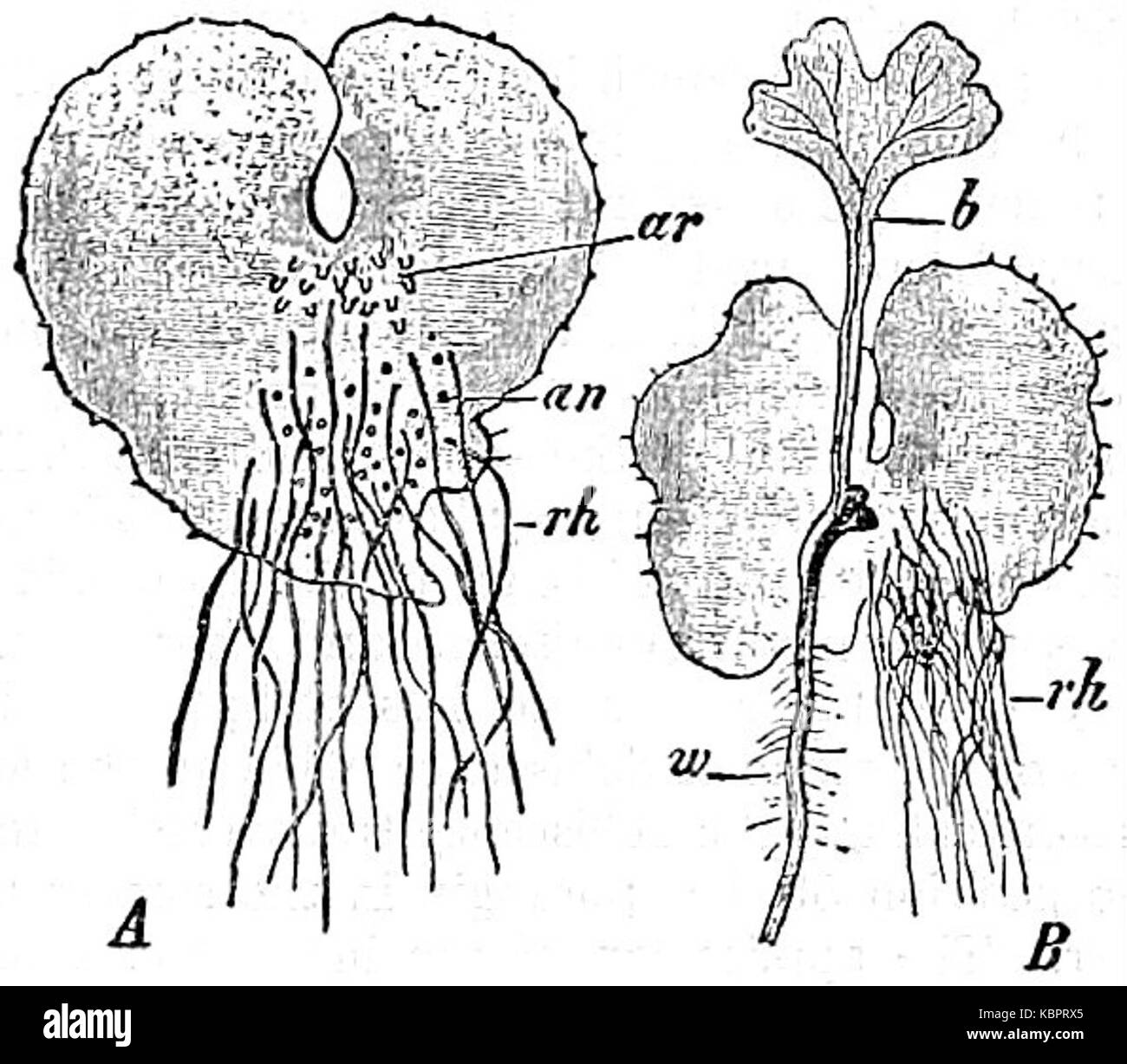 EB1911 Pteridophyta Nephrodium filix mas Stock Photo - Alamy