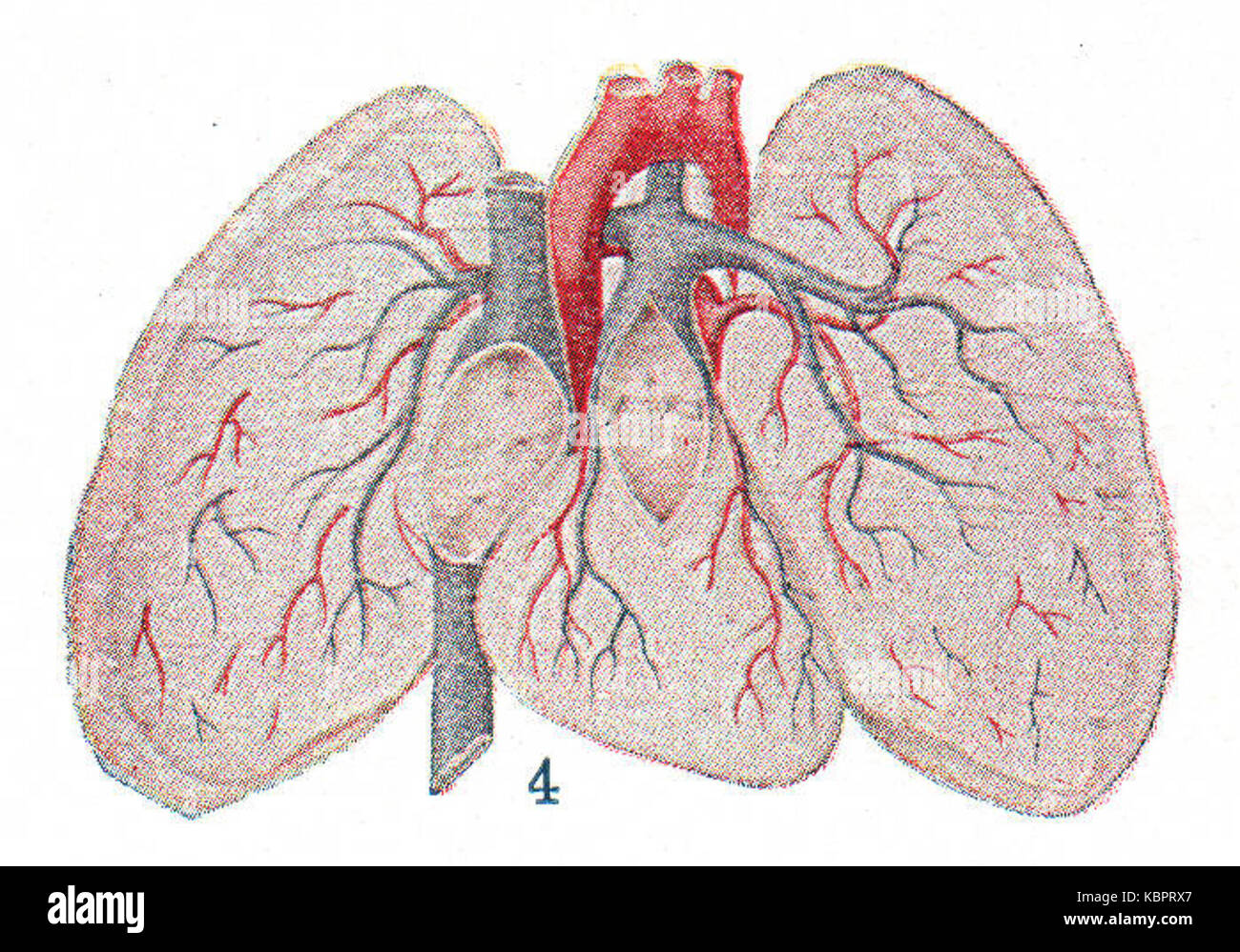 Circulation map Cut Out Stock Images & Pictures - Alamy