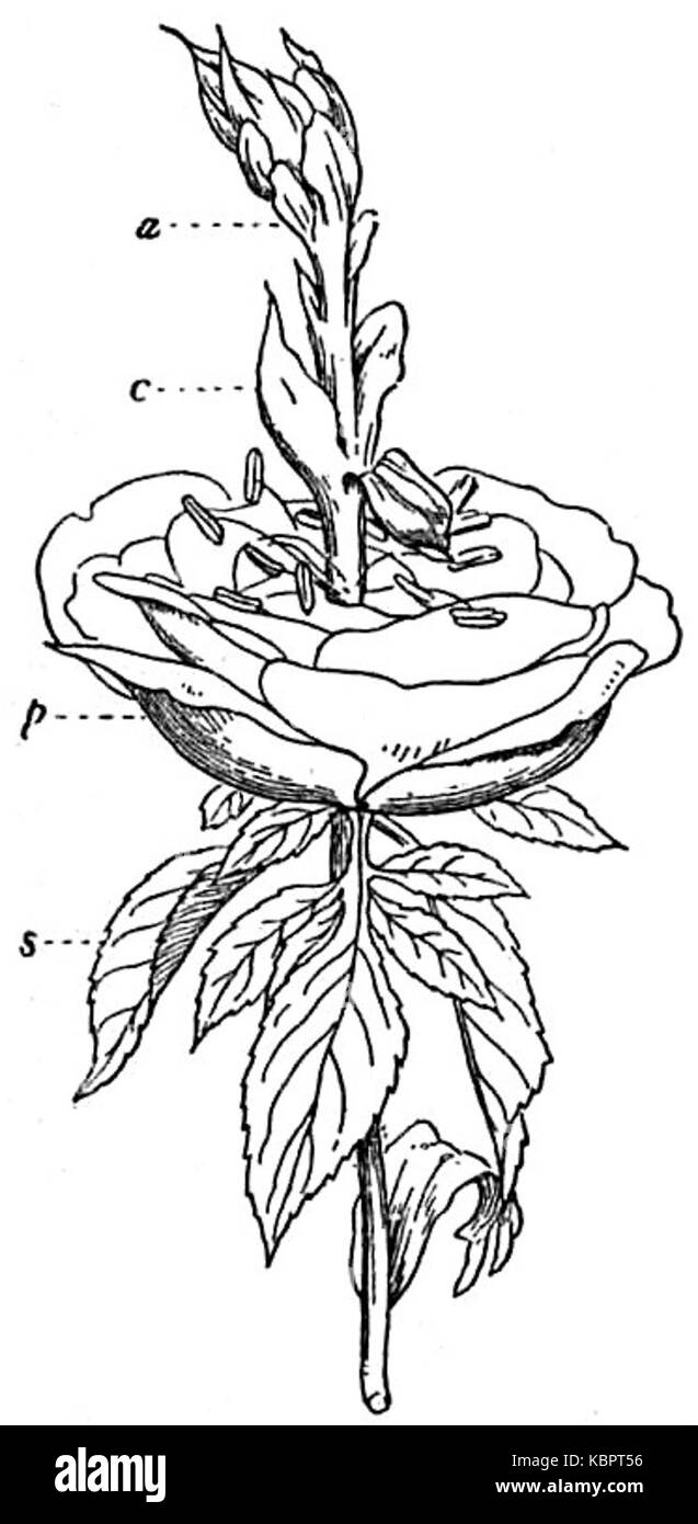 Rose vintage painting Black and White Stock Photos & Images - Alamy