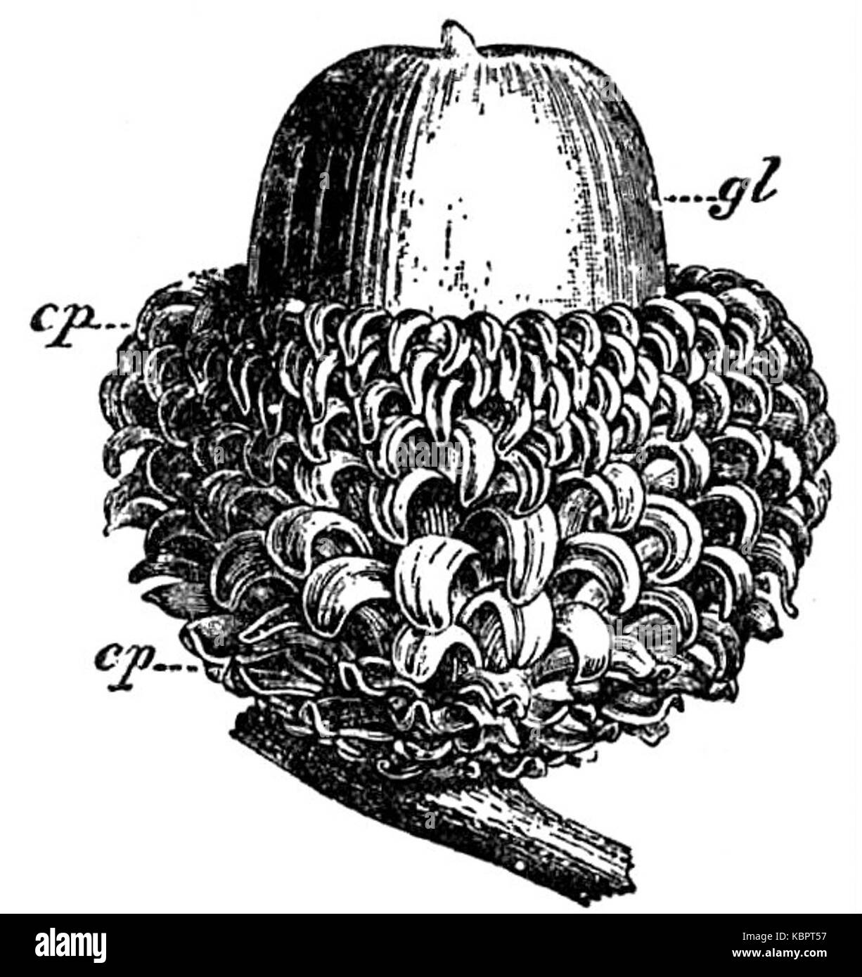EB1911 Flower Cupule of Quercus Aegilops Stock Photo - Alamy