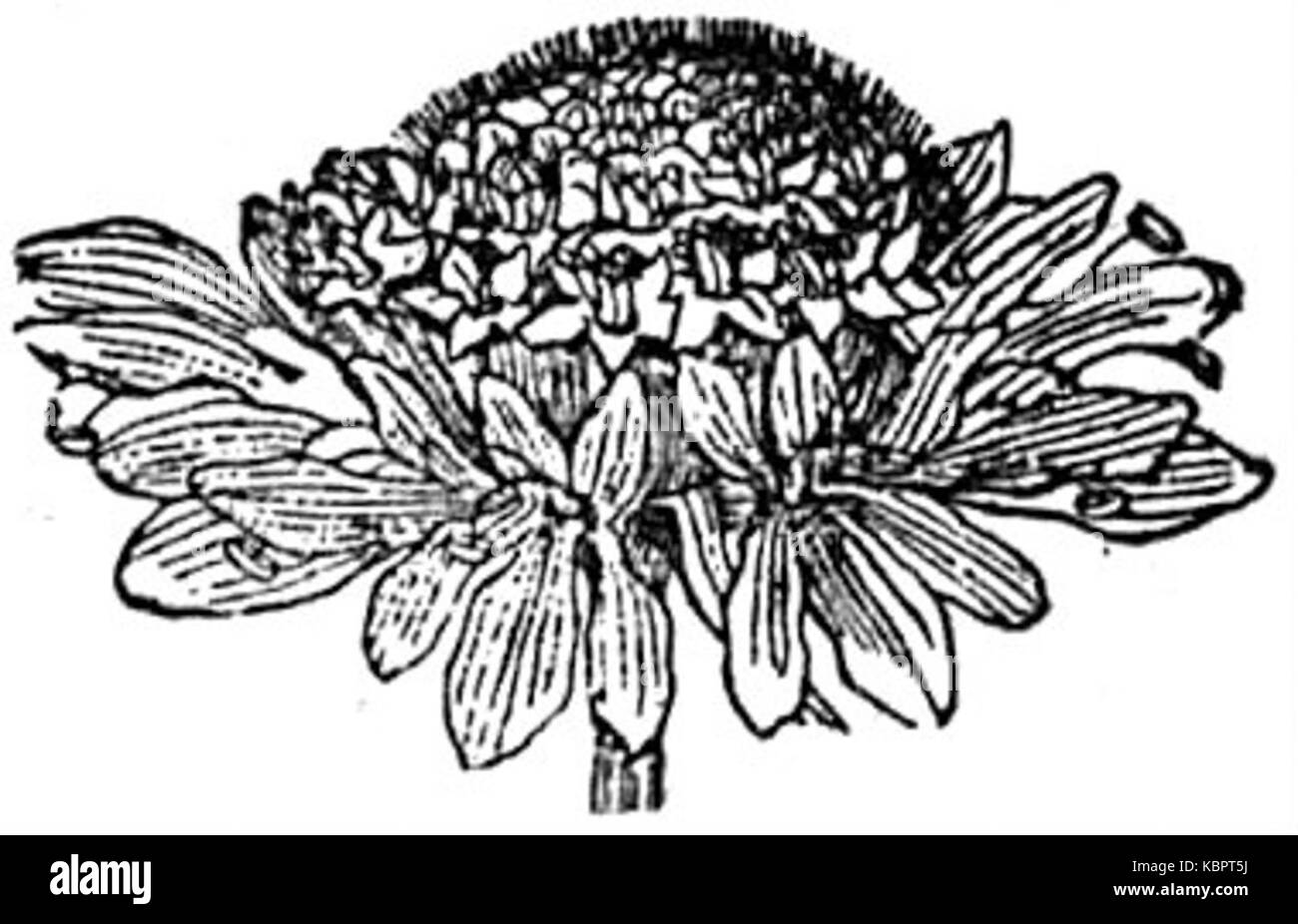 EB1911 Flower capitulum of Scabiosa atropurpurea Stock Photo - Alamy