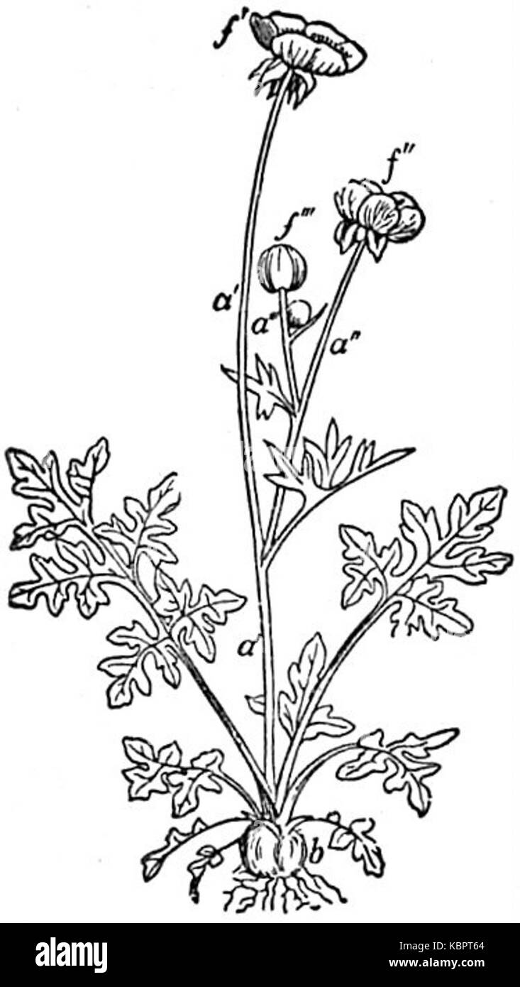 EB1911 Flower Ranunculus bulbosus determinate inflorescence Stock Photo ...