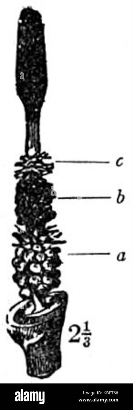 Spadix Cut Out Stock Images & Pictures - Alamy