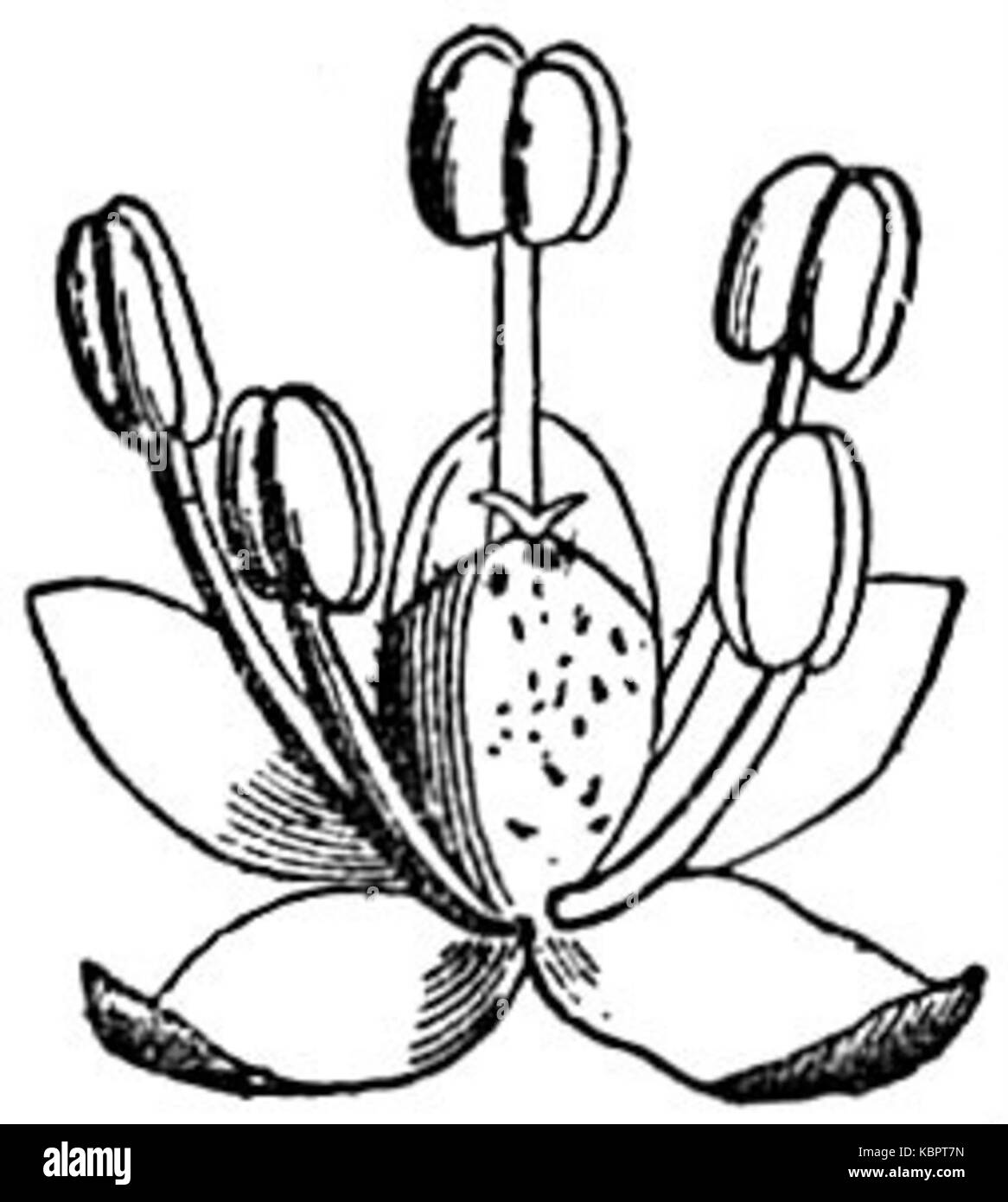 Apetalous flower hi-res stock photography and images - Alamy