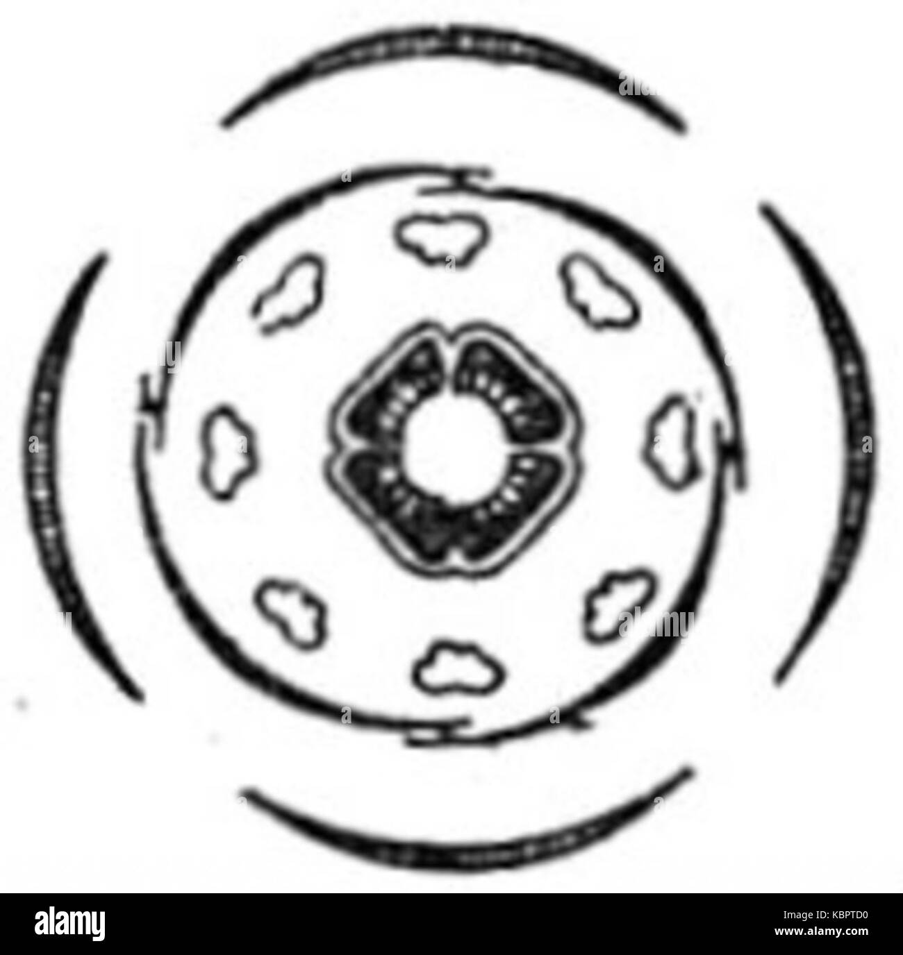 Erica flower drawing hi-res stock photography and images - Alamy