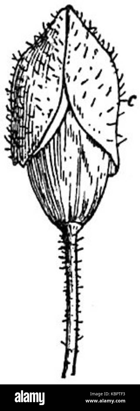 Calyx flower painting hi-res stock photography and images - Alamy