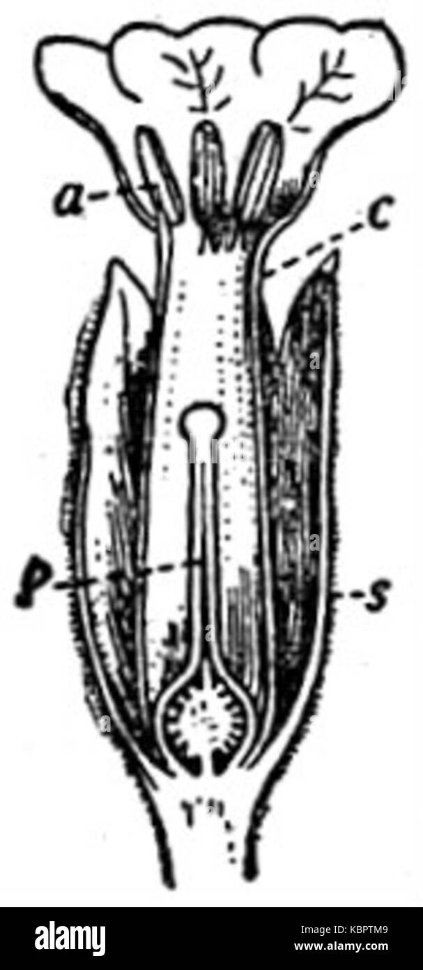 Botanical garden wildflower landscape Black and White Stock Photos ...