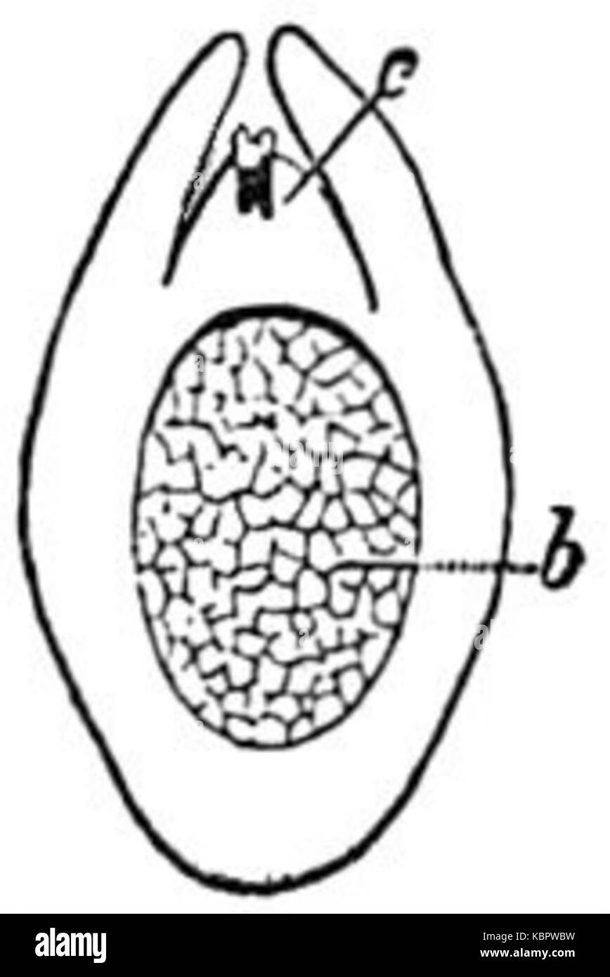 Ovule Black and White Stock Photos & Images - Alamy