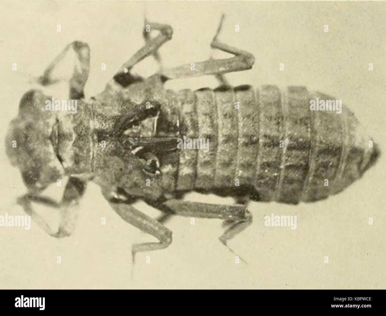 Dragonfly larvae identification hi-res stock photography and images - Alamy