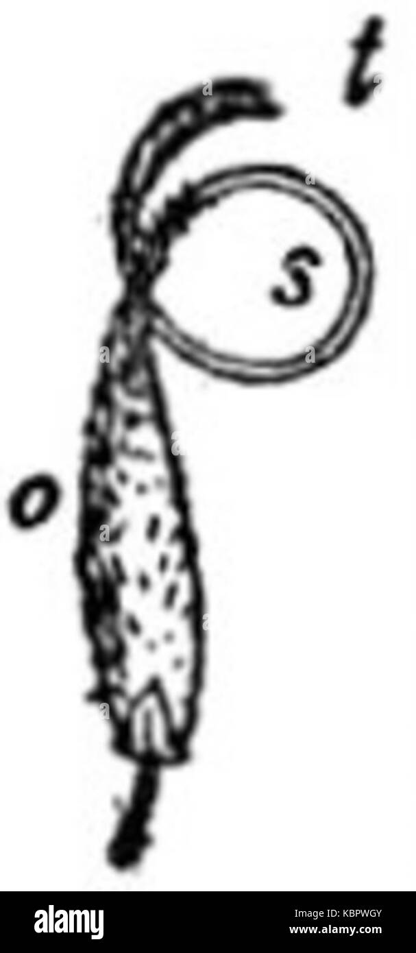 Educational flower parts hi-res stock photography and images - Alamy