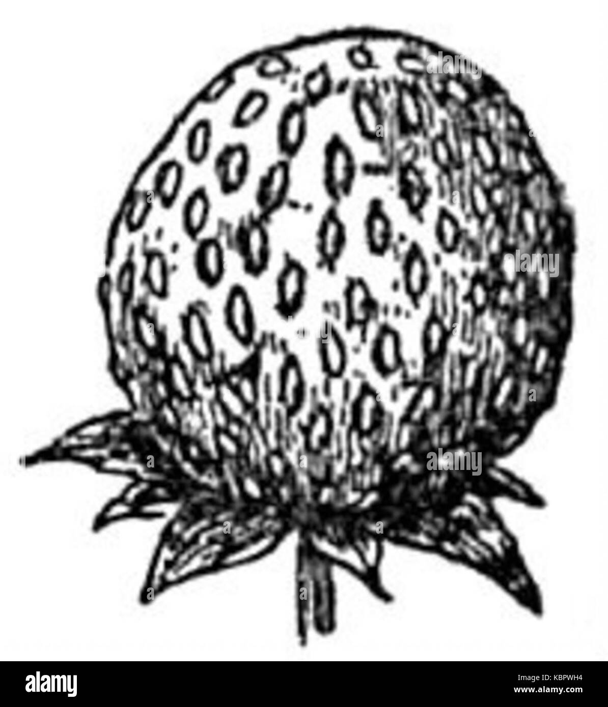 Fragaria Black and White Stock Photos & Images - Alamy
