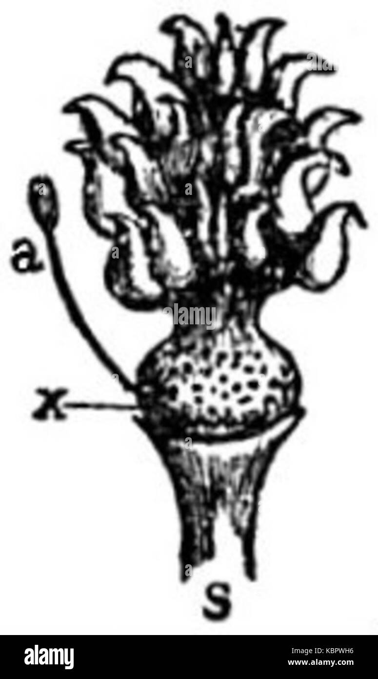 A botanical illustration or description of the flower pistil of ...