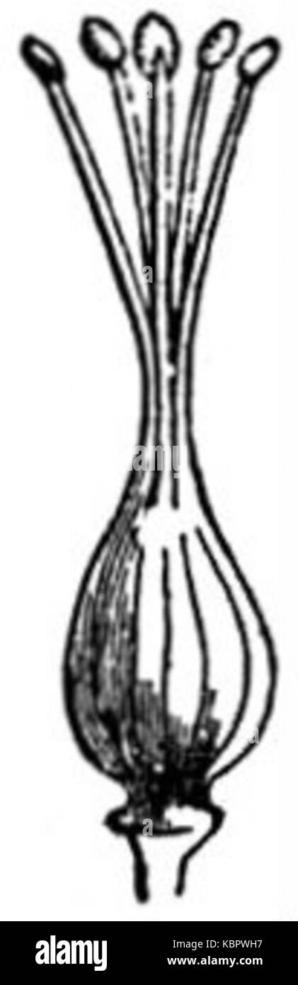 Syncarpous Black and White Stock Photos & Images - Alamy