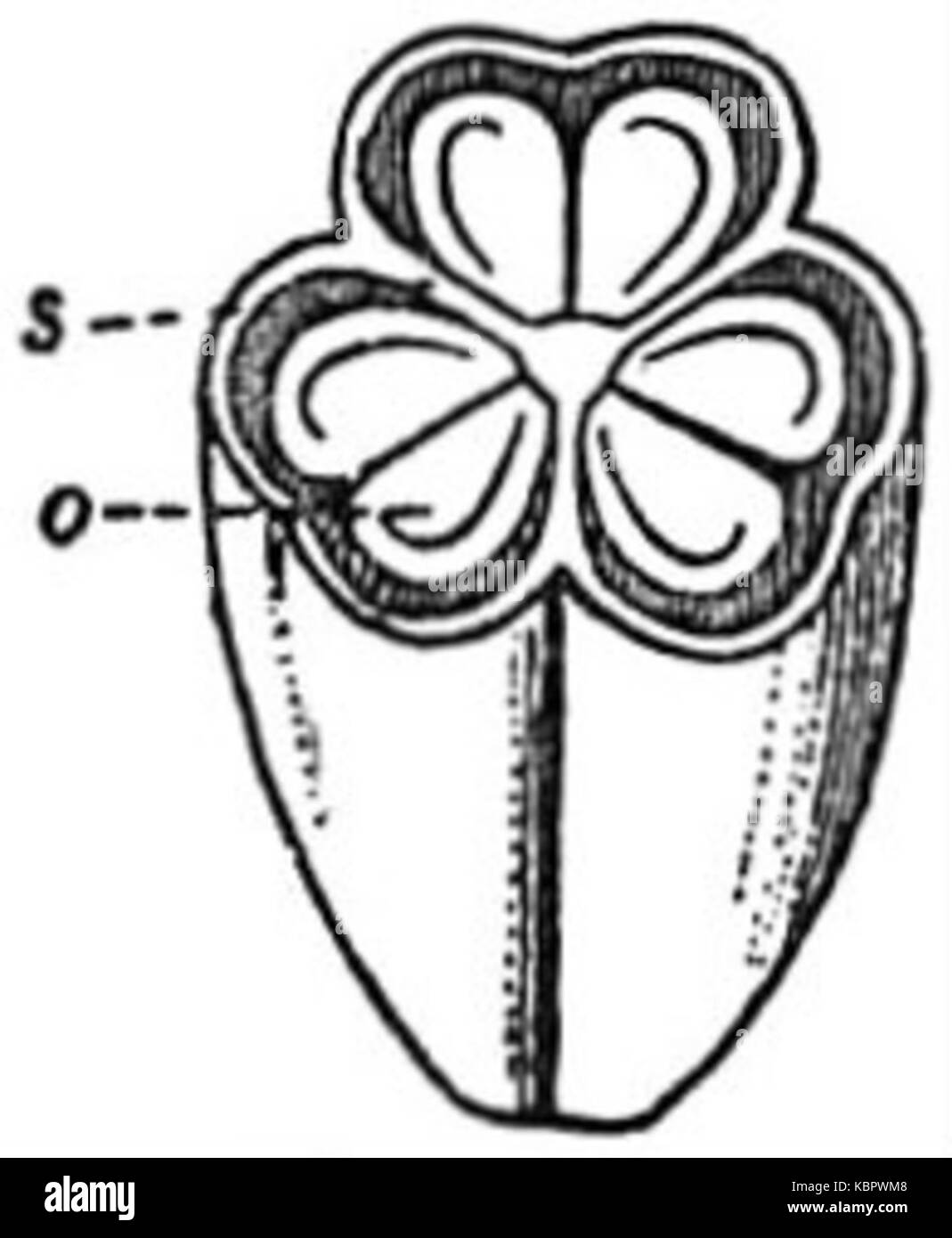 Flower reproductive Black and White Stock Photos & Images - Alamy