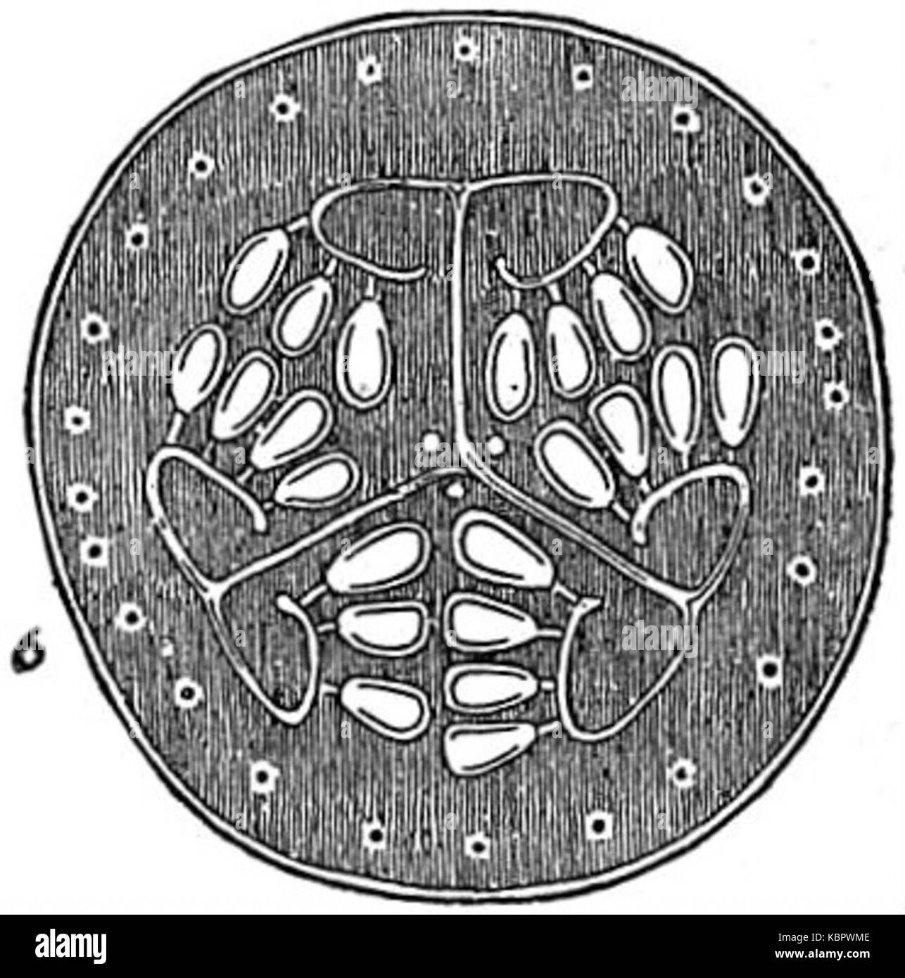 Fruit species illustrations Black and White Stock Photos & Images - Alamy