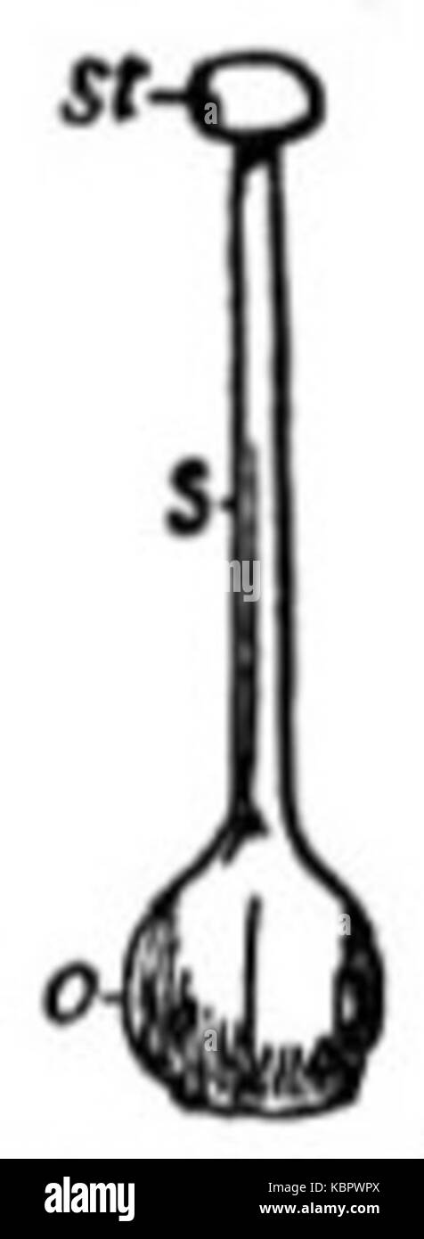 Anatomy of pistil Black and White Stock Photos & Images - Alamy