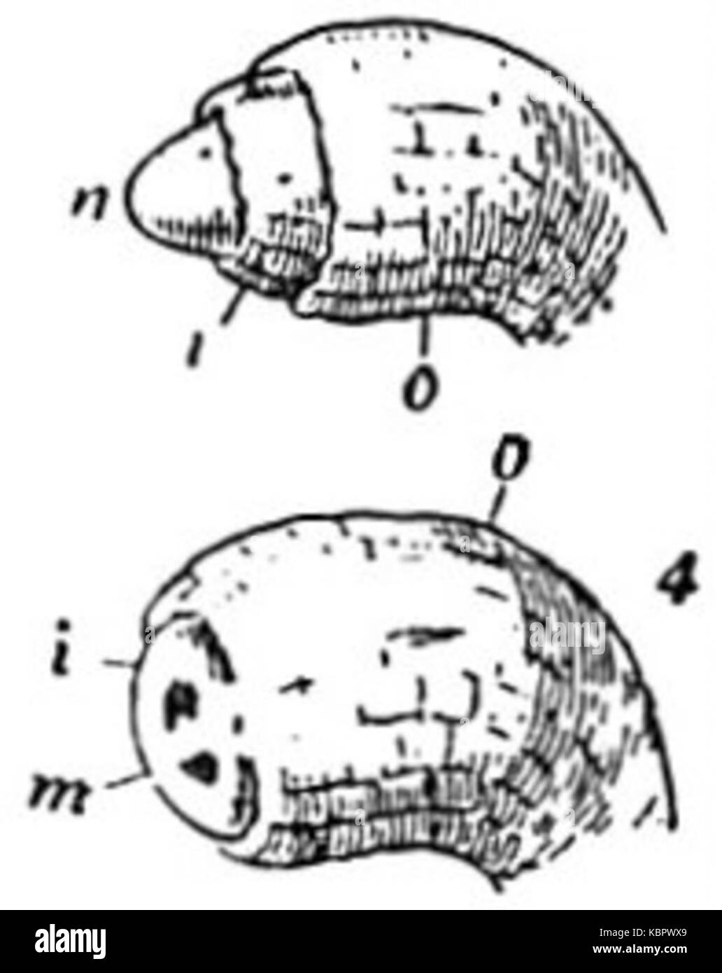 Structures of plant reproductive organs Cut Out Stock Images & Pictures ...