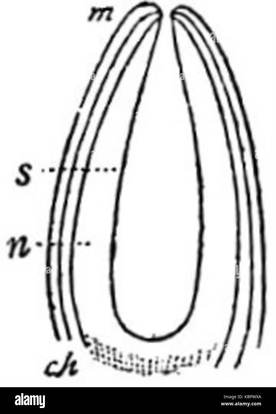 Ovule Black and White Stock Photos & Images - Alamy