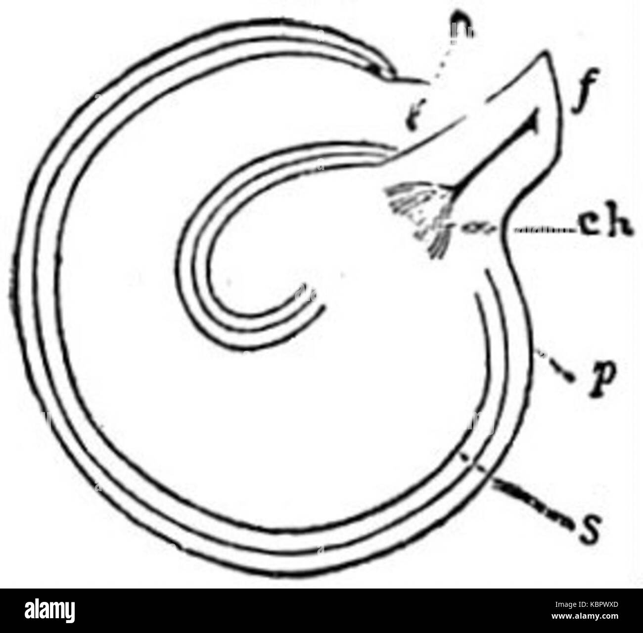 EB1911 Flower campylotropous ovule of Cheiranthus Stock Photo - Alamy