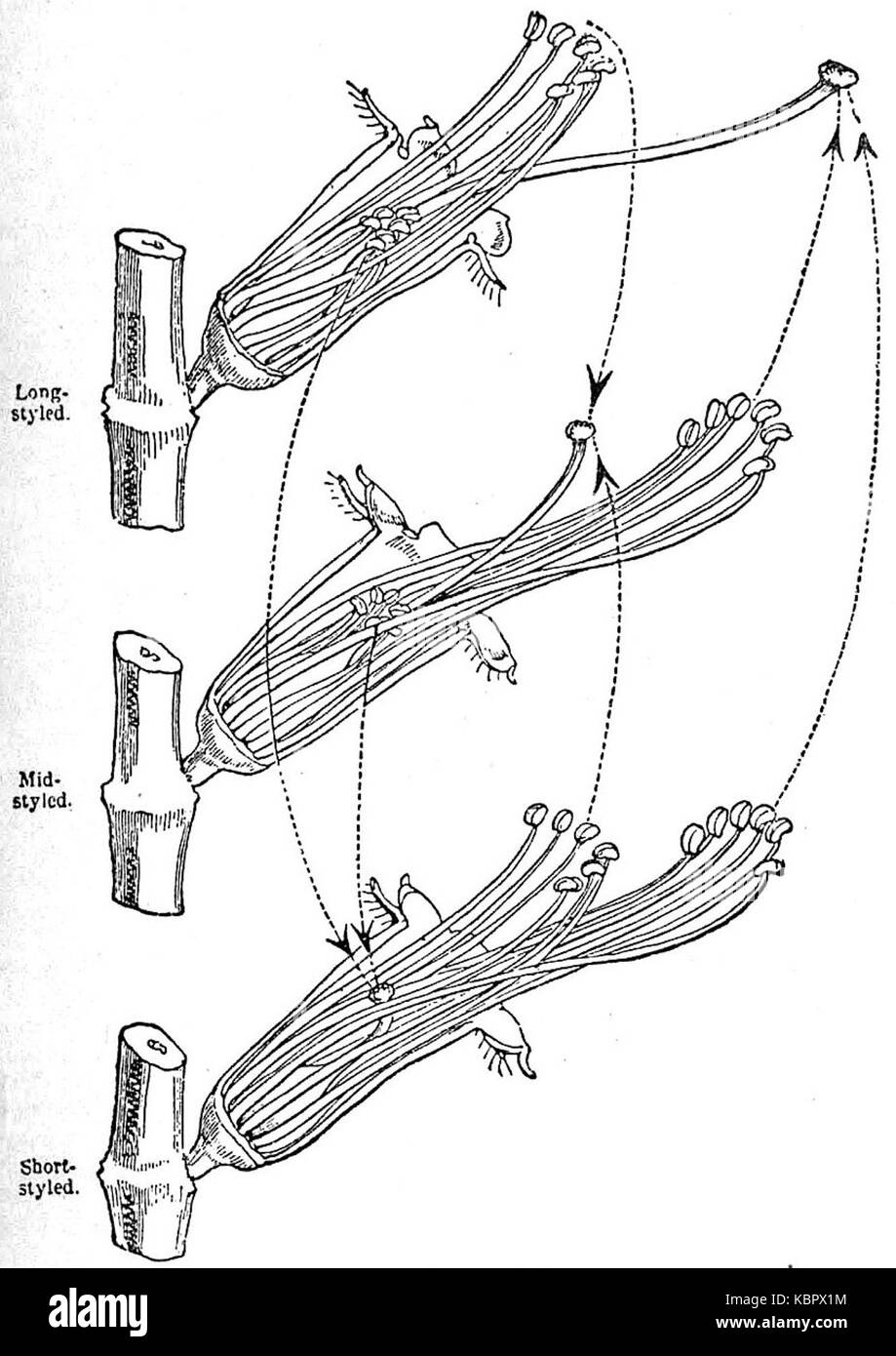 EB1911 Pollination flowers of the three forms of Lythrum salicaria ...