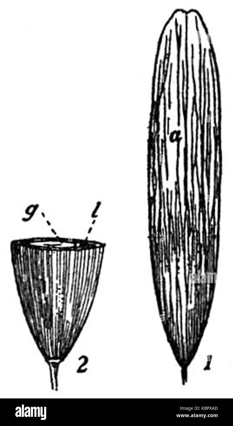 EB1911 Fruit samara of Fraxinus Stock Photo - Alamy