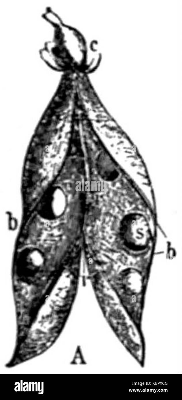 EB1911 Fruit dry dehiscent pea pod Stock Photo - Alamy