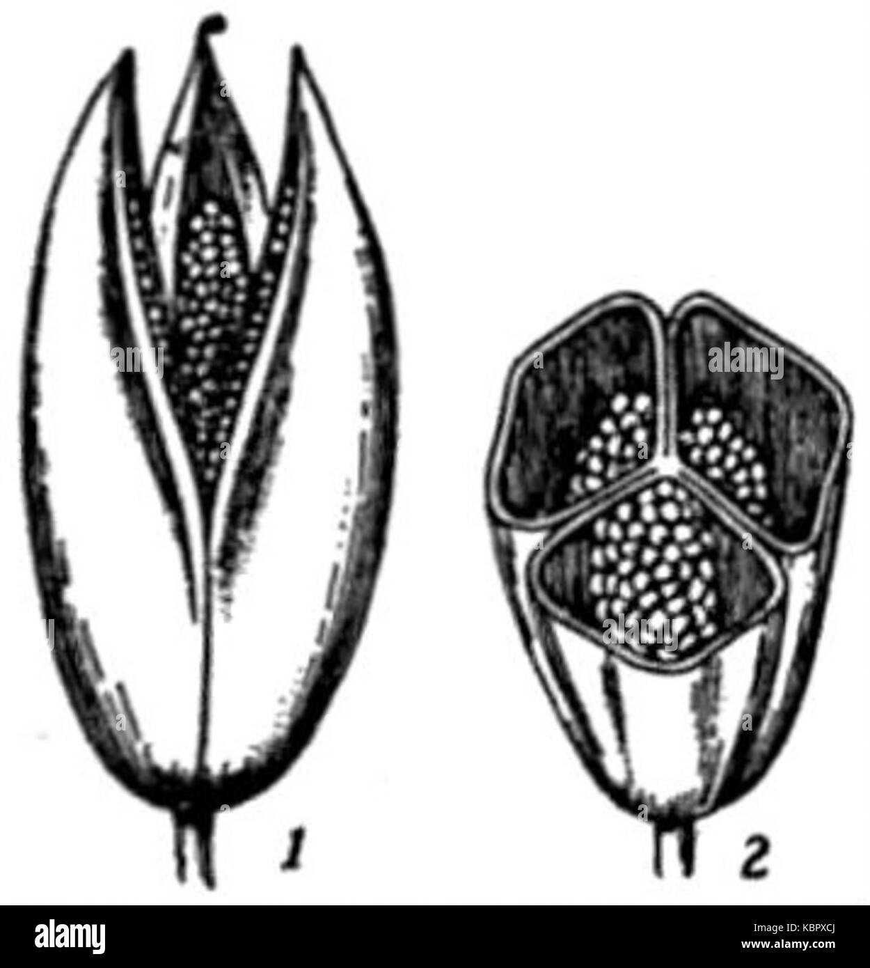 Flowers autumn crocus colchicum Black and White Stock Photos & Images ...