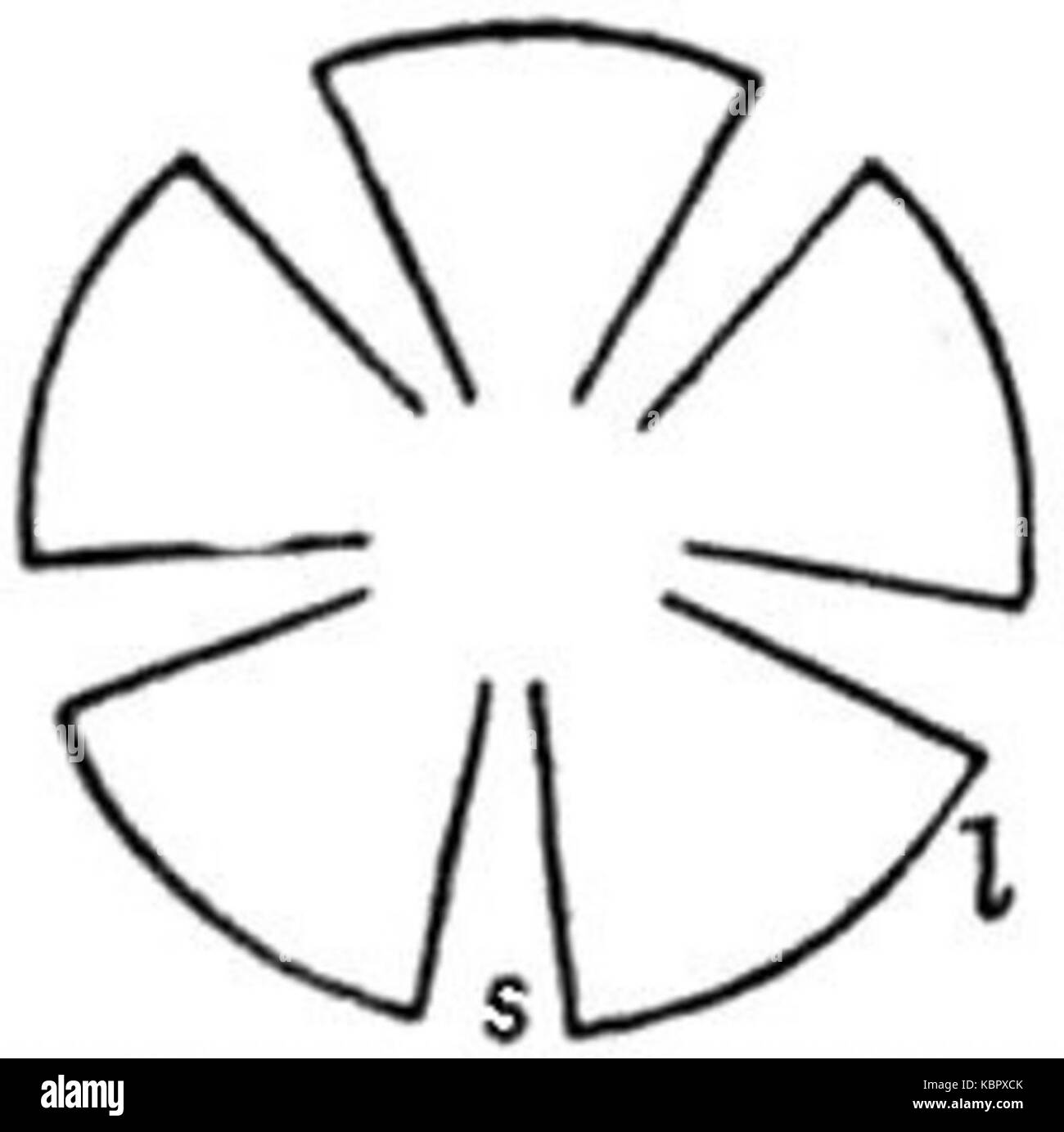 The topic of fruit septicidal dehiscence in a pentalocular capsule from ...