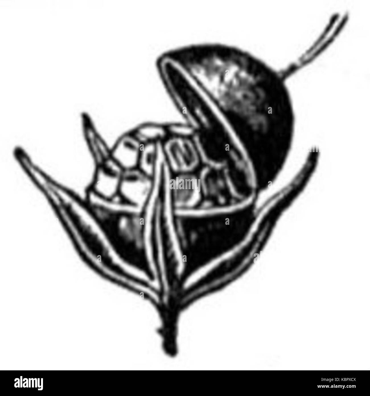 EB1911 Fruit Seed vessel of Anagallisarvensis Stock Photo - Alamy