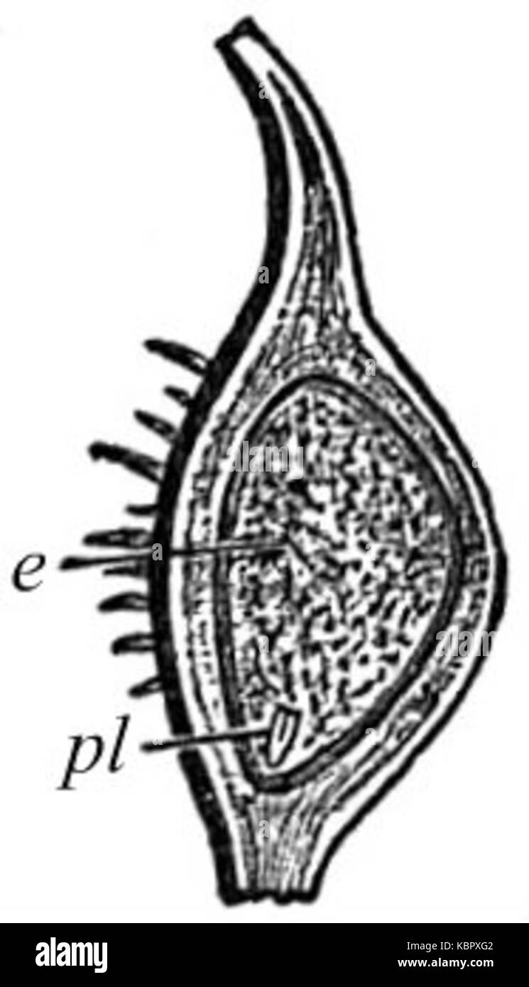 EB1911 Fruit achene of Ranunculus arvensis in section Stock Photo - Alamy