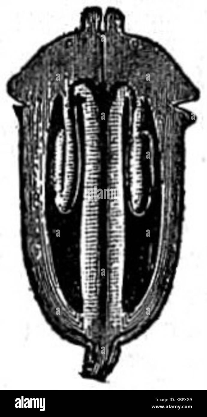 This image shows the fruit ovary of Foeniculum officinale, commonly ...