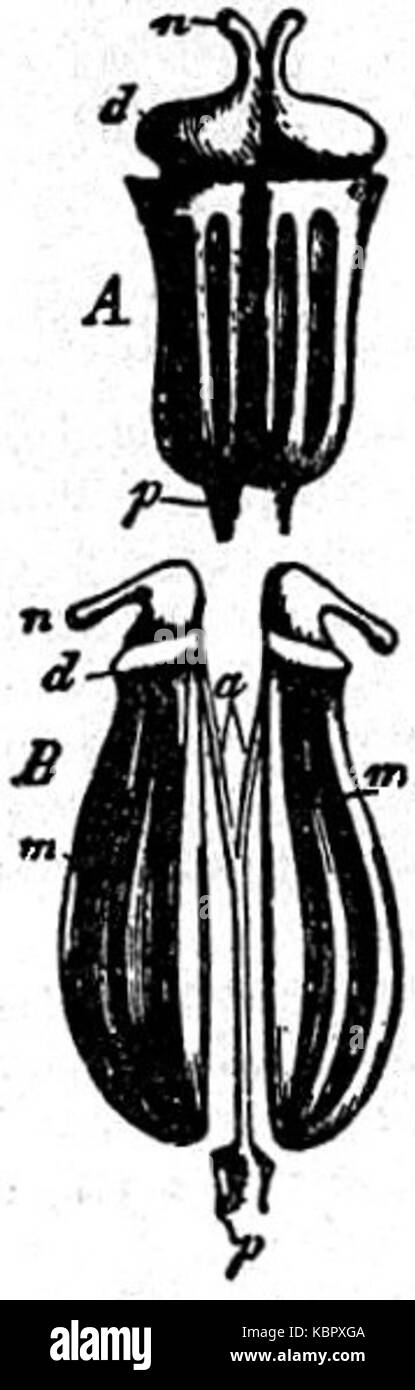 EB1911 Fruit fruit of Carum carui Stock Photo - Alamy