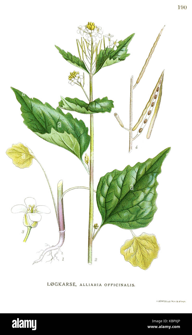 Alliaria officinalis Billeder af nordens flora 1, pl. 190 clean Stock ...