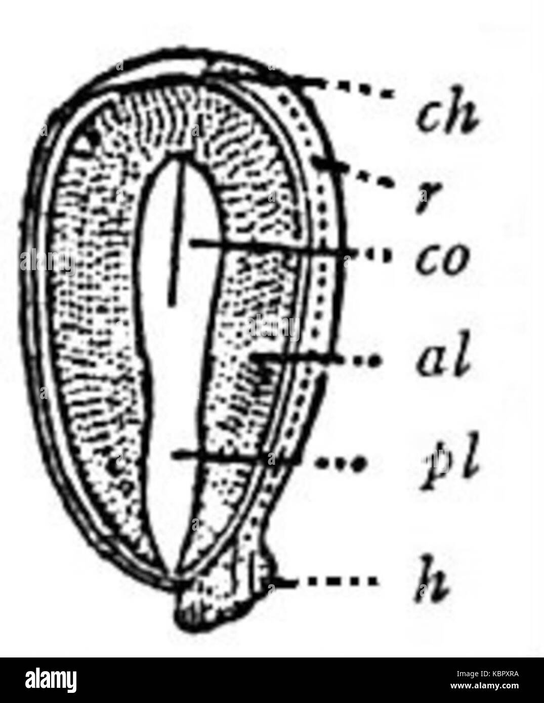 Viola tricolor Black and White Stock Photos & Images - Alamy