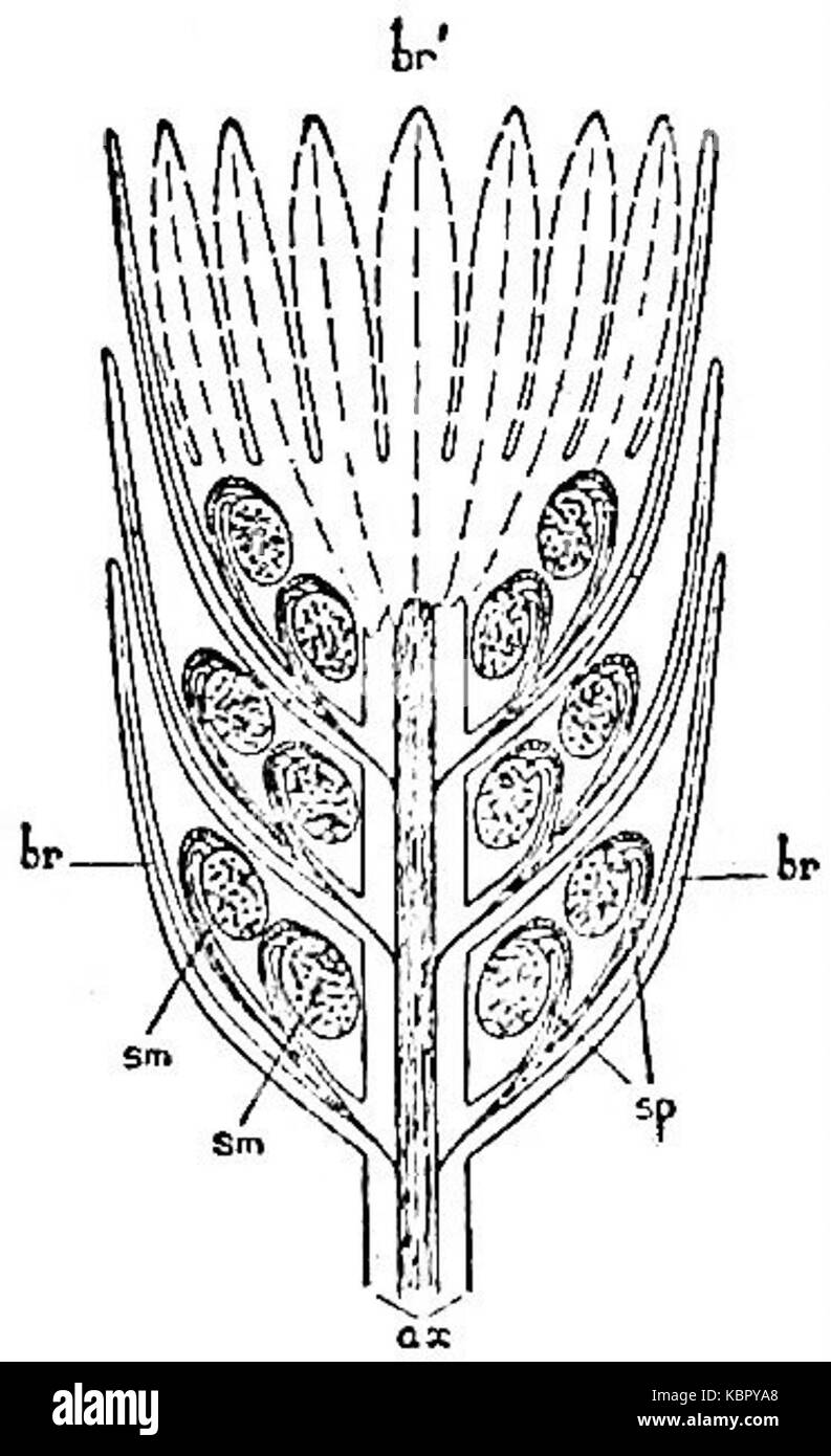 Sphenophyllum hi-res stock photography and images - Alamy