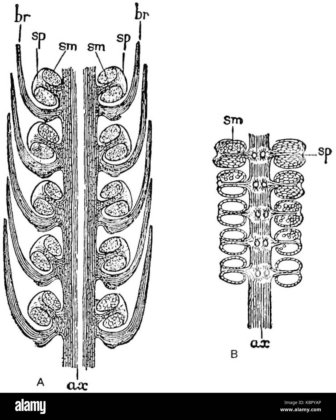 EB1911 Palaeobotany Palaeostachya and Archaeocalamites Stock Photo - Alamy