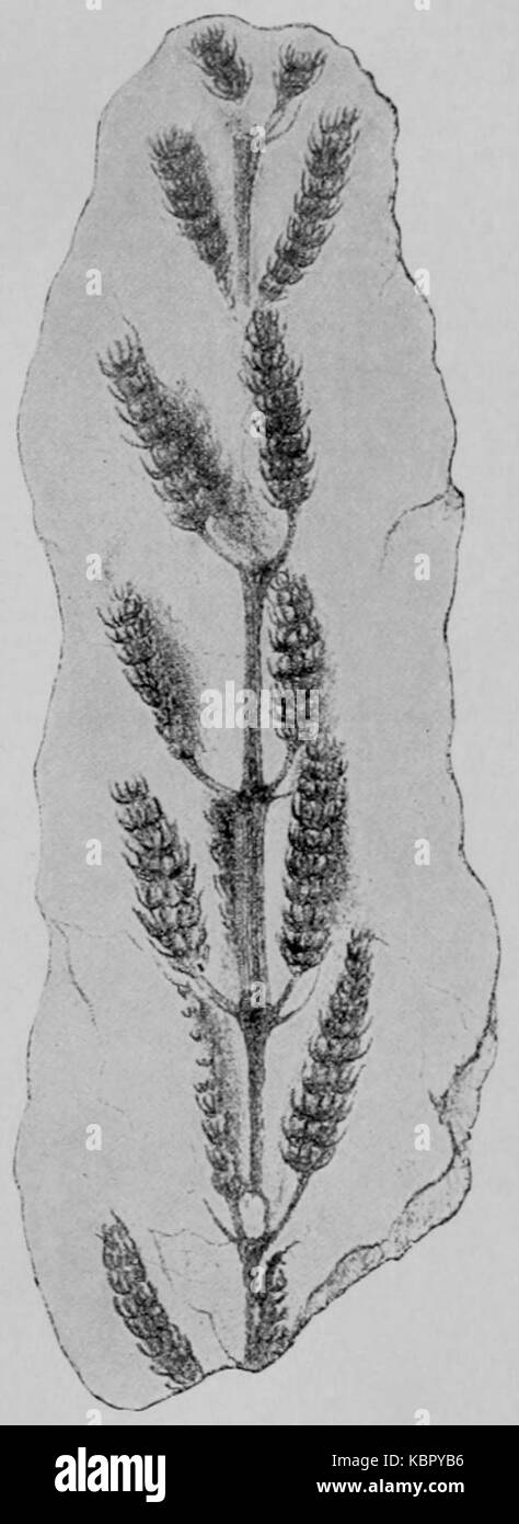 EB1911 Paleobotany Palaeostachya pedunculata fertile shoot Stock Photo ...