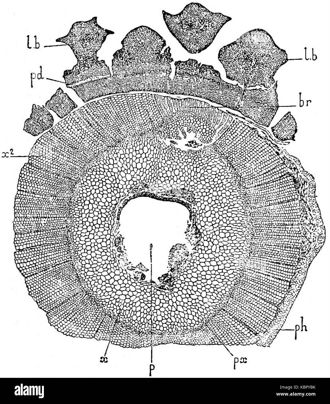 Lepidodendron hi-res stock photography and images - Alamy