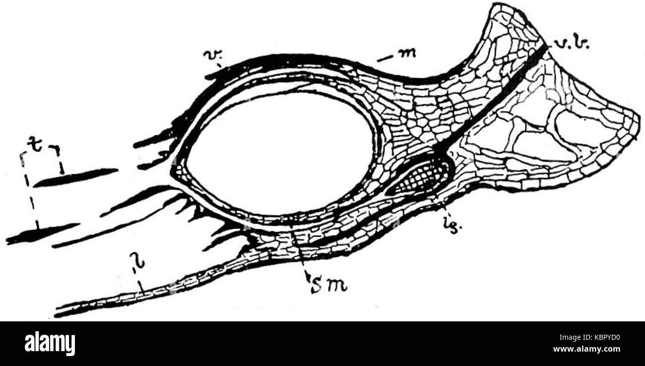 Paleobotany study Cut Out Stock Images & Pictures - Alamy