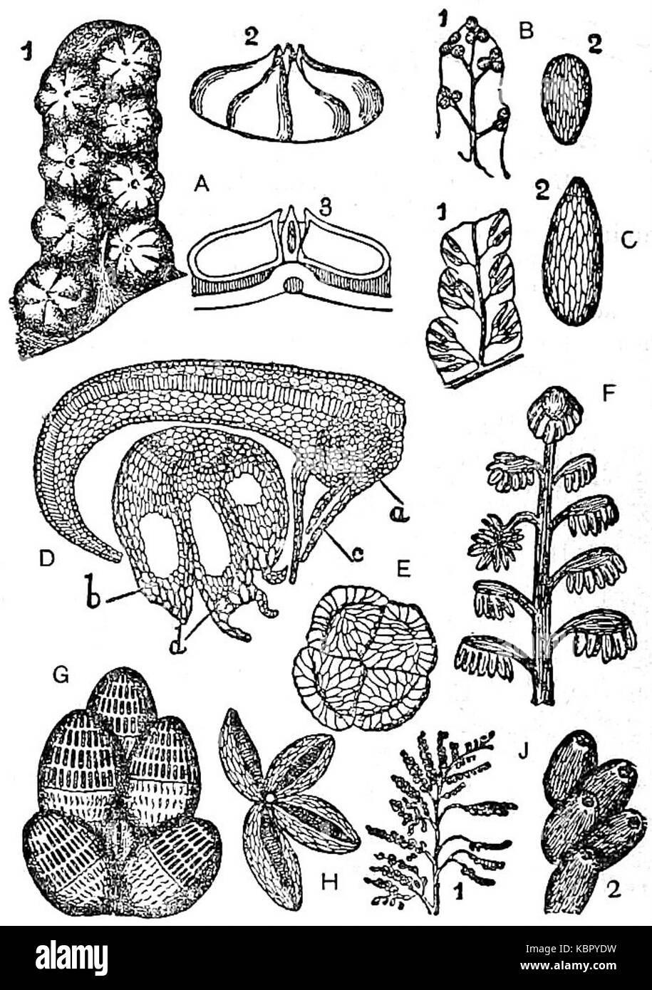 Fructifications hi-res stock photography and images - Alamy