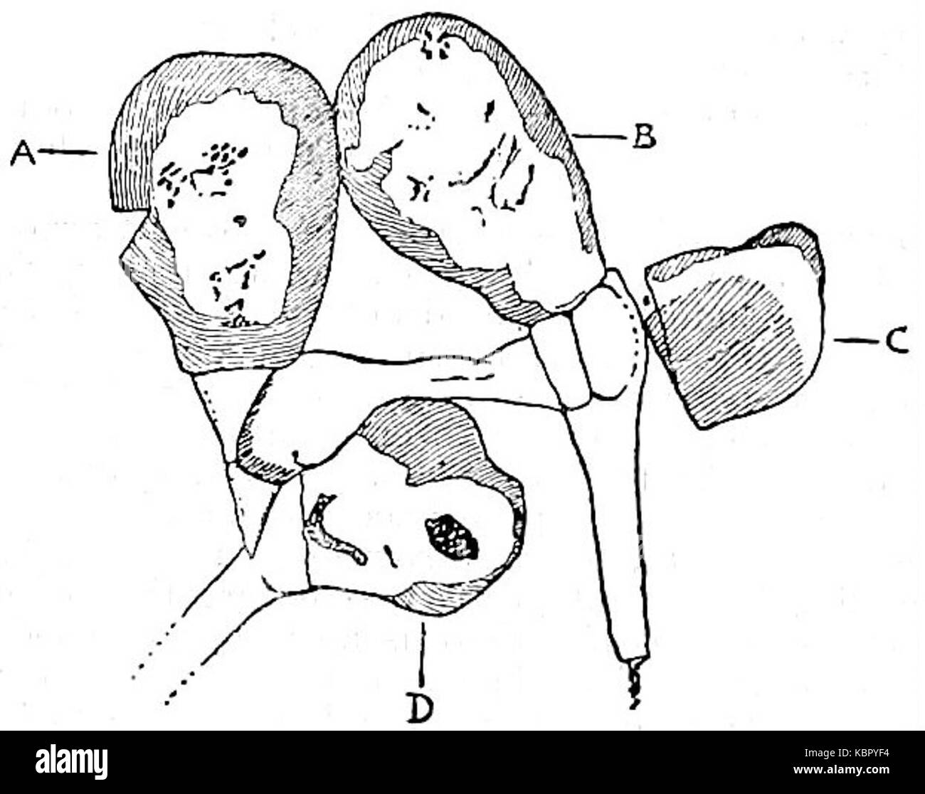 Spores plants Black and White Stock Photos & Images - Alamy