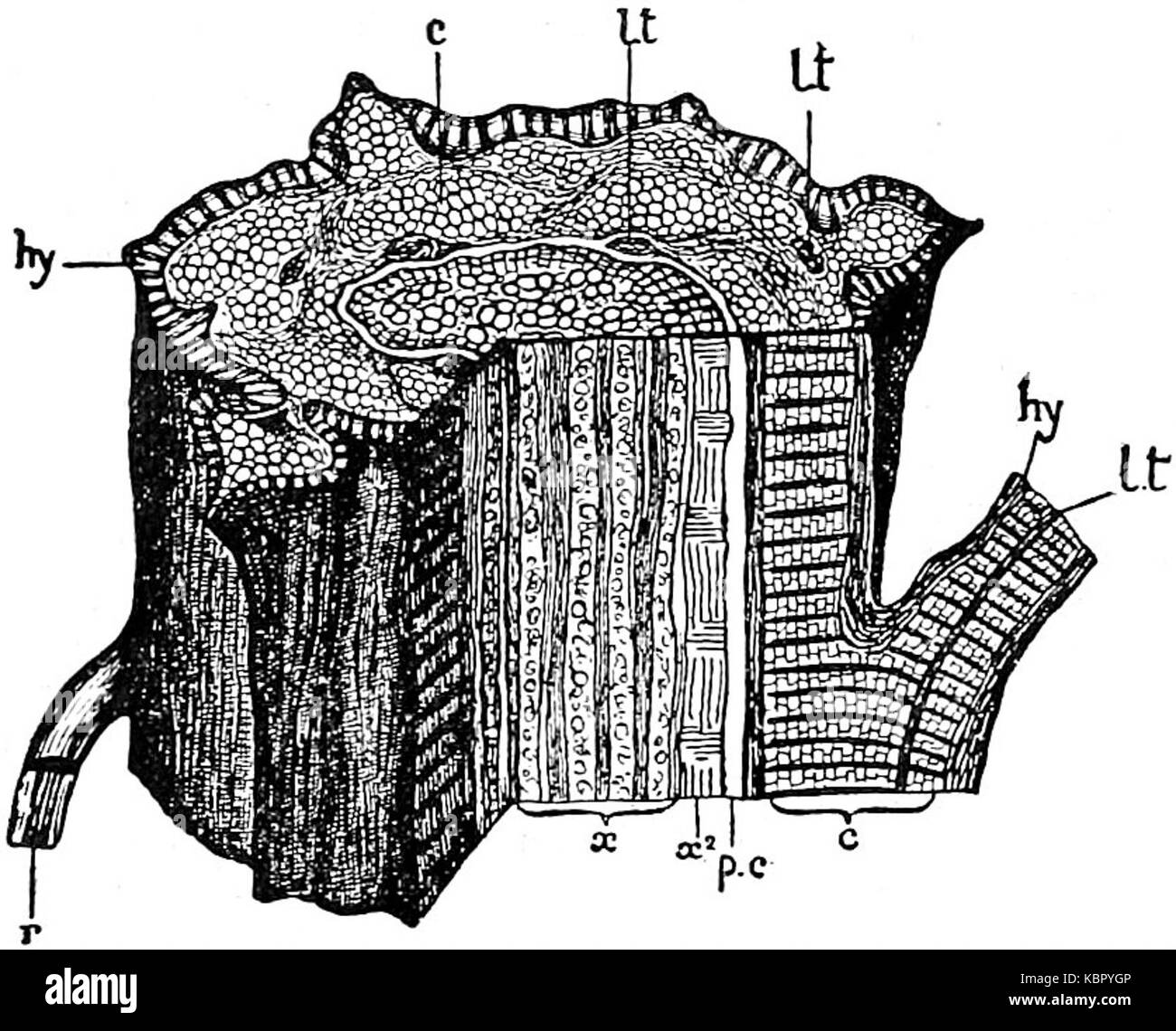 EB1911 Palaeobotany Heterangium Grievii stem restoration Stock Photo ...