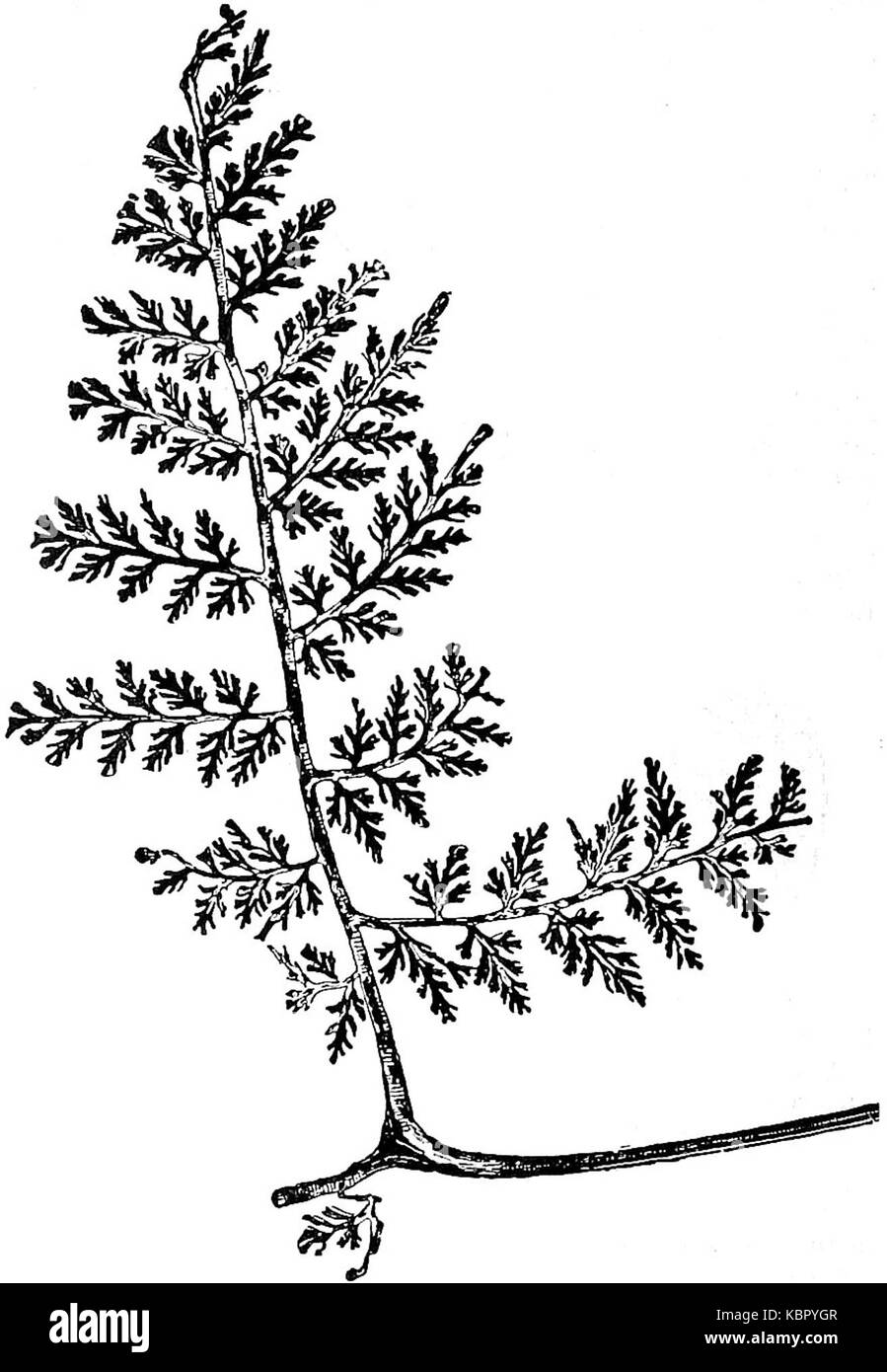 EB1911 Palaeobotany Sphenopteris elegans Stock Photo - Alamy