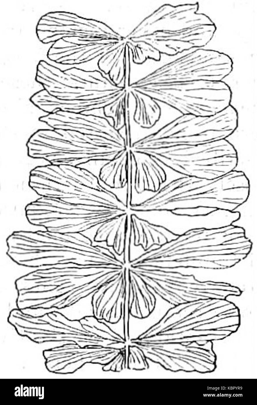 EB1911 Palaeobotany Sphenophyllum speciosum Stock Photo - Alamy