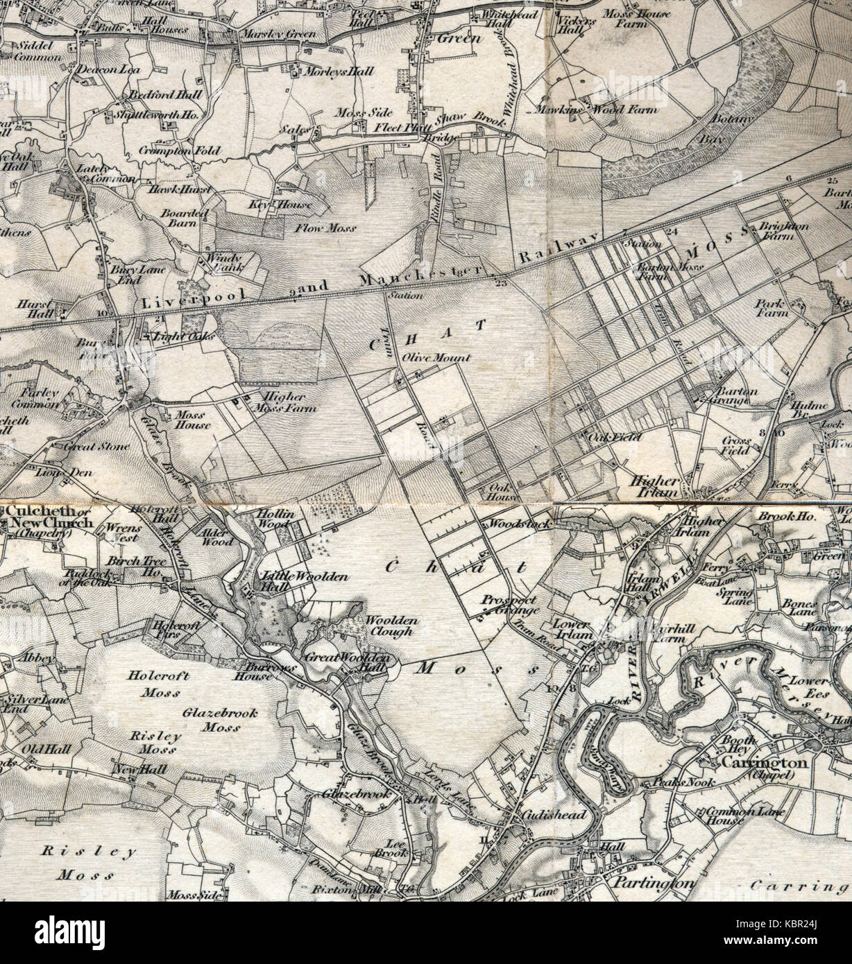 Chat moss hi-res stock photography and images - Alamy